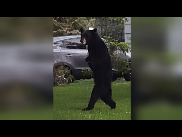 'Pedals' the Bipedal Bear Killed by Hunter