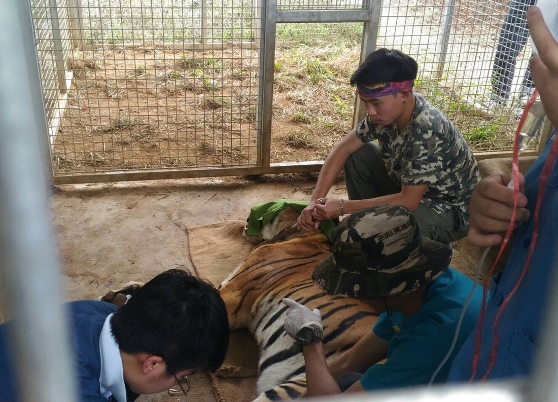 Vets Rescue Tiger With Shotgun Wounds in Northern Thailand
