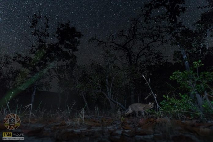 Swamp Cat! Back From the Dead, Rediscovered in Chiang Mai Jungle
