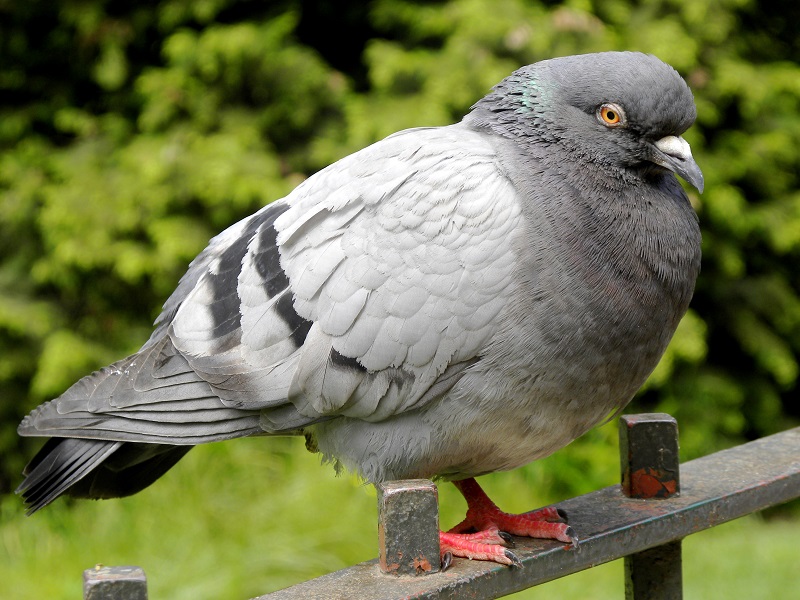 Obese Pigeon