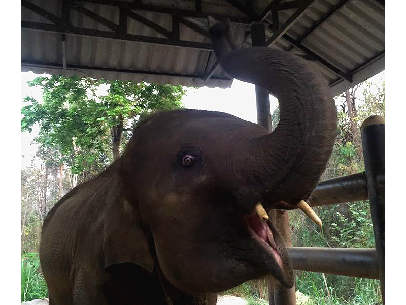 Donations to Save Elephant Foundation Land in Vendor’s PromptPay Account