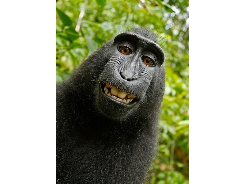 Lawsuit Settled Over Rights to Monkey's Selfie Photo