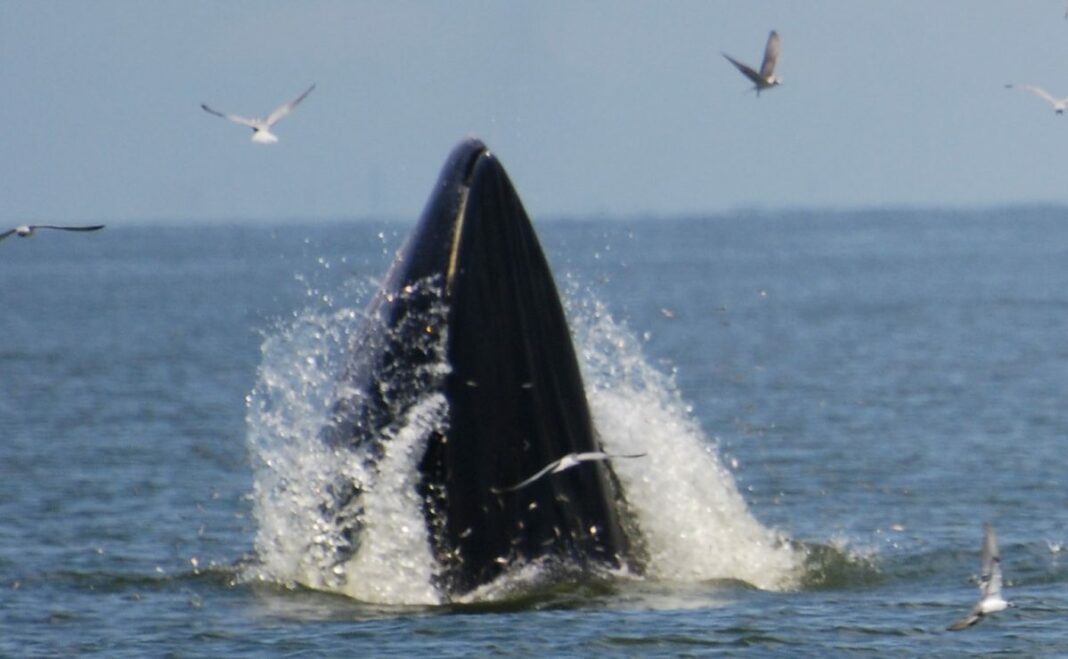 At Least 400 Rare Marine Animals Perished in 2017