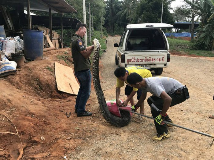 Duck-Eating Python Subdued After Epic Struggle