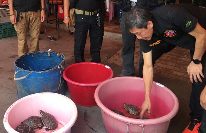 Many Hurdles for Thailand’s Tortured Turtles