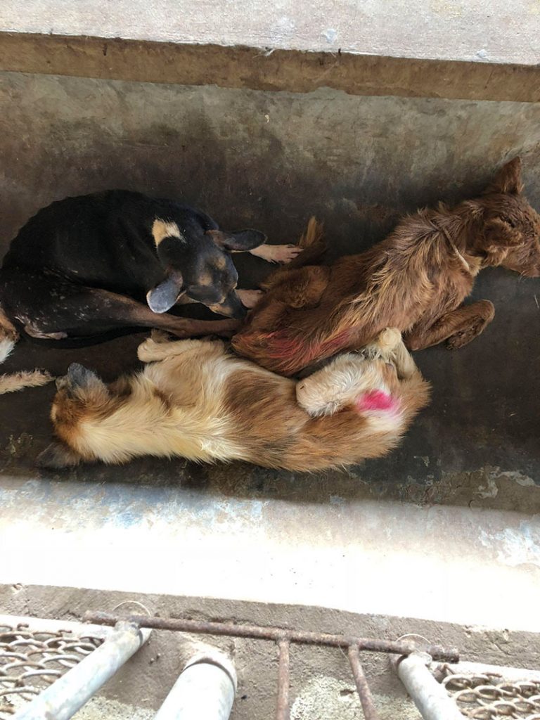 Thousands Dead, Hundreds More Dogs Now Dying Due to Scare: Foundation