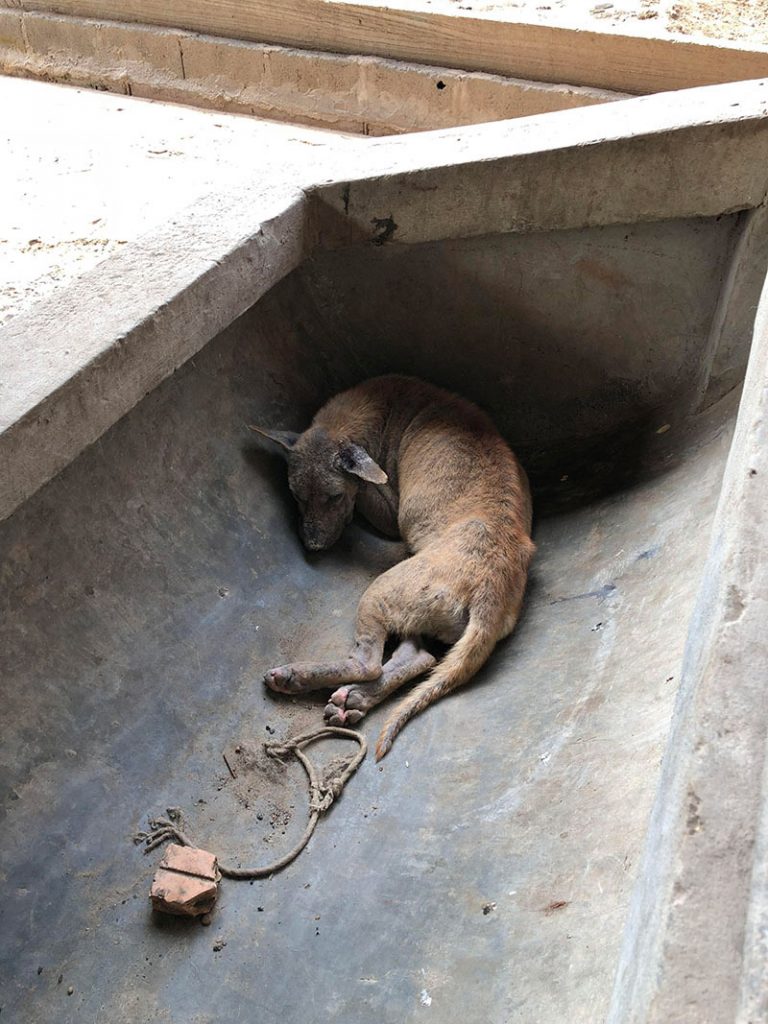 Thousands Dead, Hundreds More Dogs Now Dying Due to Scare: Foundation