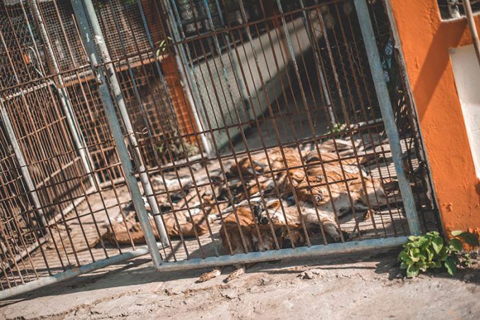 Thousands Dead, Hundreds More Dogs Now Dying Due to Scare: Foundation