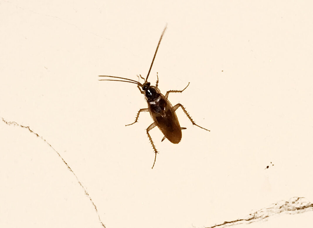 Rainy Season is Roach Season. Here’s What to Do.