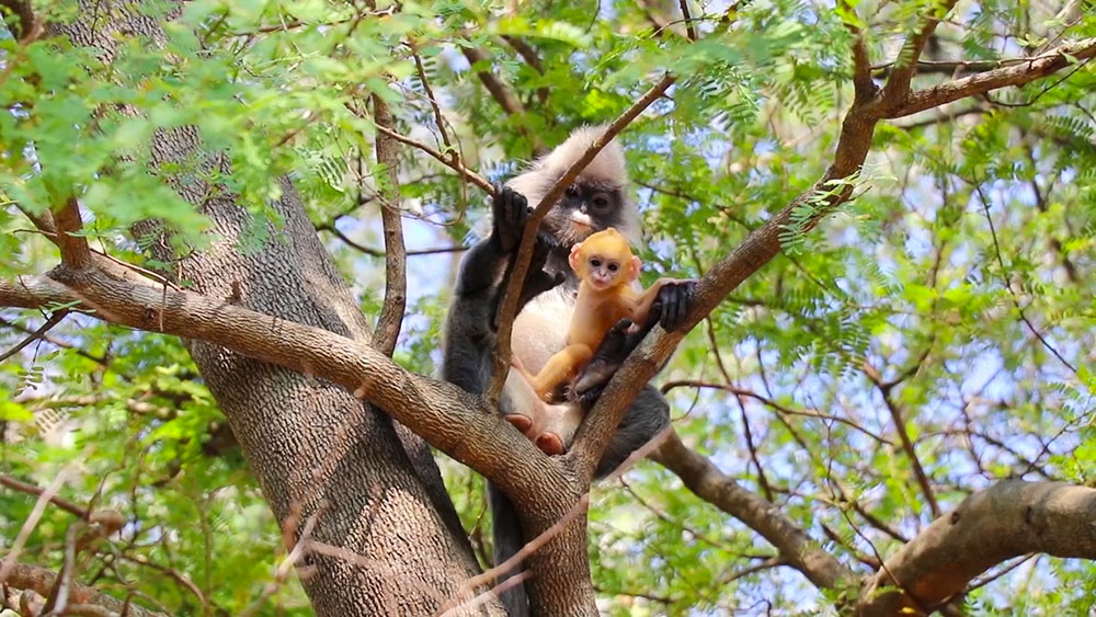 Loei’s Remaining Leaf Monkeys Live Out Days at Temple