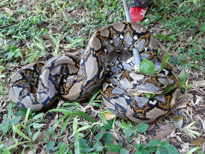 Smooth Criminal: Animal Control Lugs Python to Policeman with Snake ...