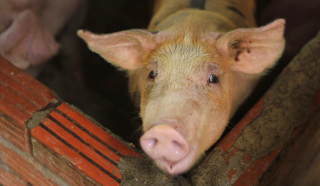 Pig Disease Spreading in Asia as Nations Struggle to Stop It