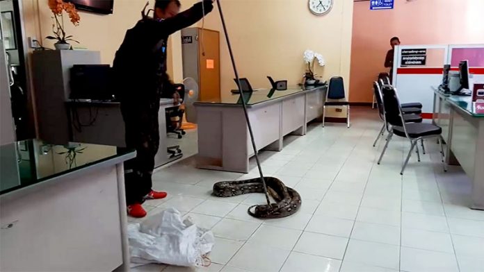 Smooth Criminal: Animal Control Lugs Python to Policeman with Snake ...