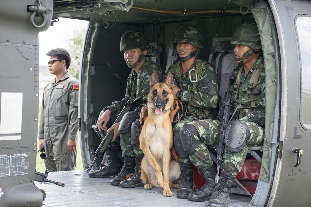 Looking For Good Boys? Army to Auction 81 Bomb Squad Dogs