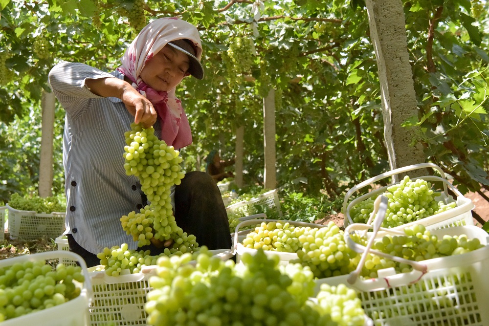 New Hot Commodity in China's Xinjiang: Grape Leaves