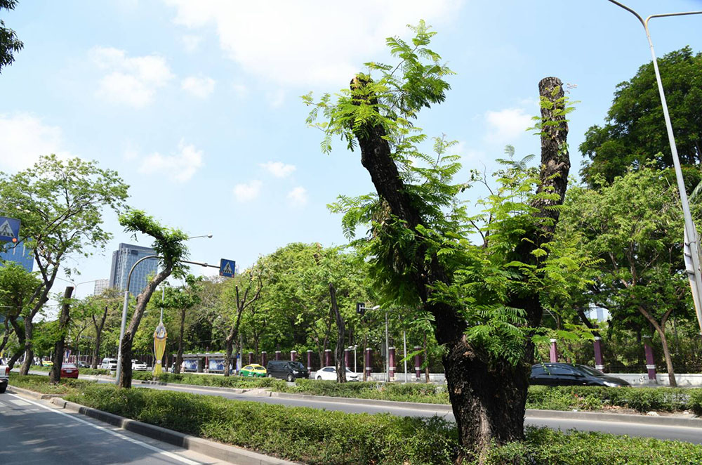 City Workers Chainsawed Trees on Wireless Road, Environment Debate Ensues