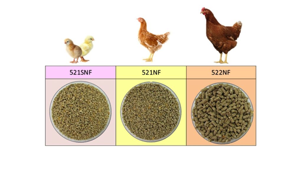 CPF Unveils "Eco-Friendly" Chicken Feed That Promises Lower CO2 Emissions