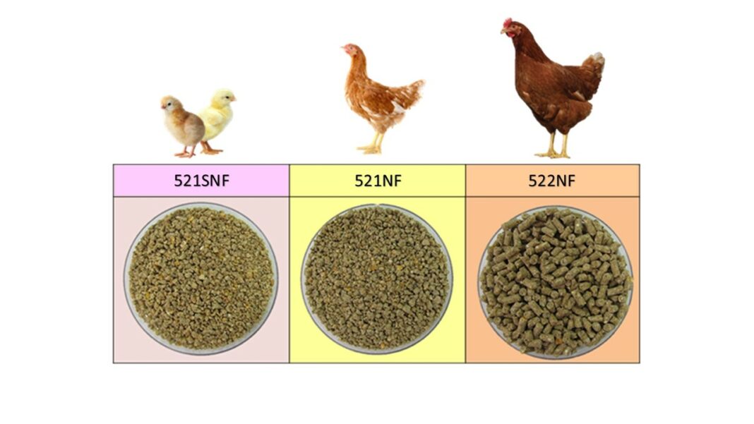 CPF Unveils "Eco-Friendly" Chicken Feed That Promises Lower CO2 Emissions