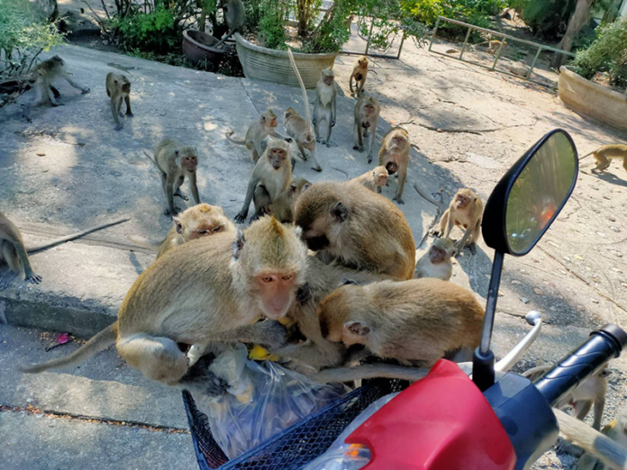 Without Tourists Feeding Them, Starving Monkeys Overrun Hua Hin