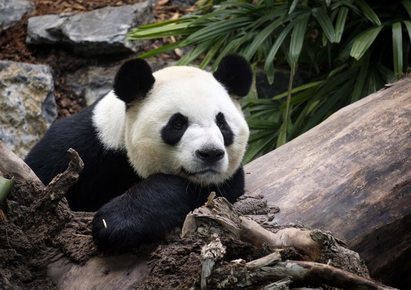 Canada Zoo Returning Pandas to China Due to Bamboo Disruption