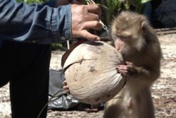 European Diplomats to Inspect Coconut Farms for Monkey Labor