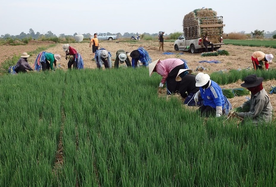 Strong Baht, Low Rice Production Weigh Down Thai Exports