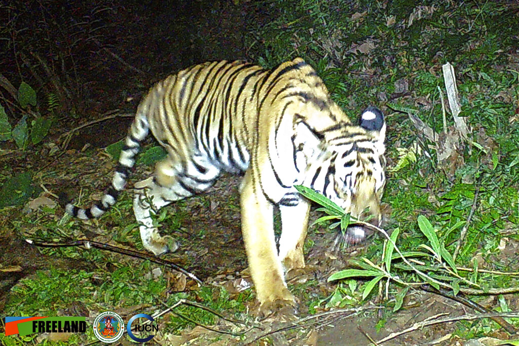 Wildlife Group Says Tiger Missing a Leg Needs Help