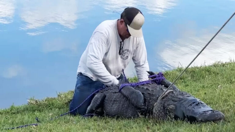 Alligator Kills 85-Year-old Florida Woman as She Walked Dog