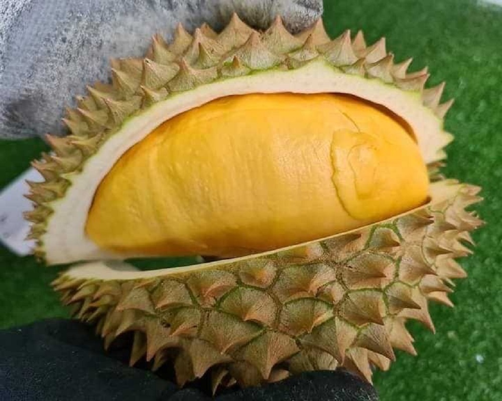 Yala Durian "Sadet Nam" to be Exported to China-Malaysia