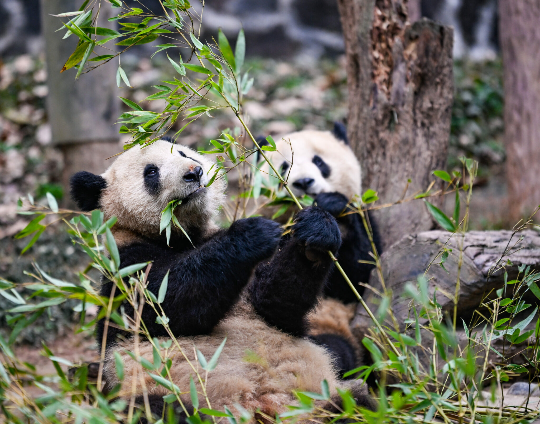 China’s “Panda Papa” Hu Jinchu Dies at 94