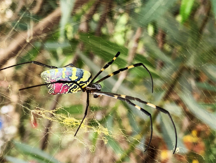 Chinese Study Reveals Spinning Mechanism of Spider Dragline Silk