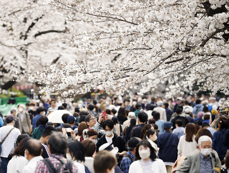 Tokyo Cherry Blossoms in Full Bloom, Matching 2nd Earliest Record
