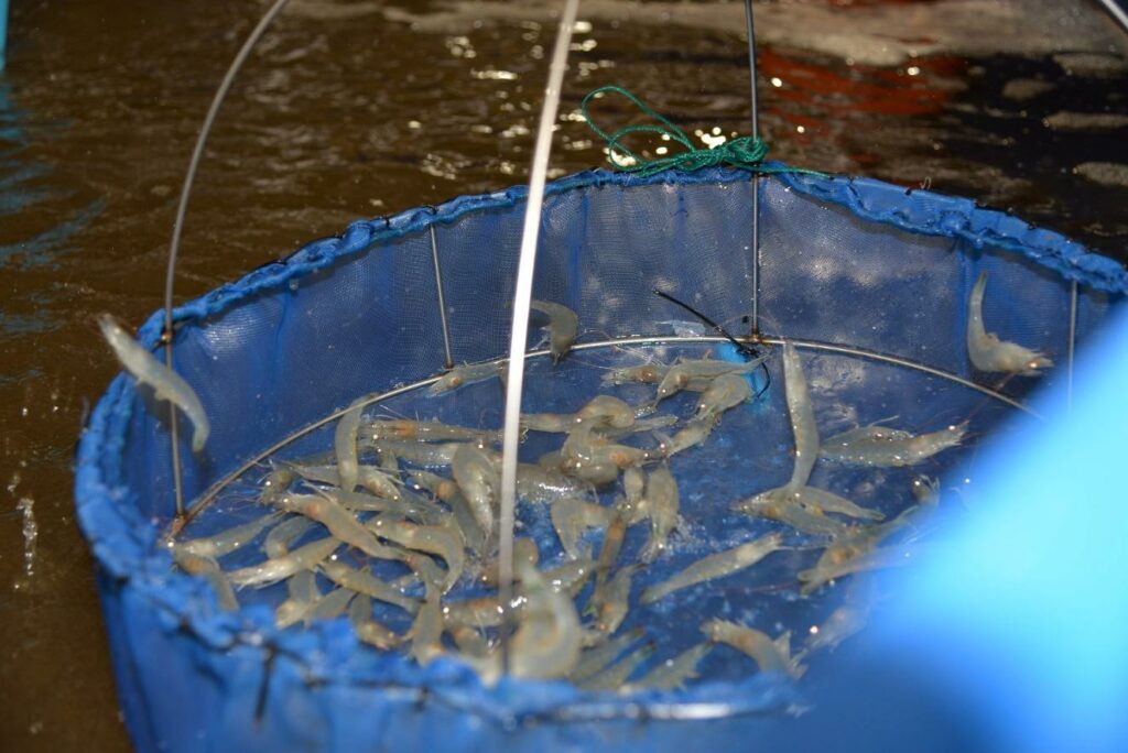 CP Foods’ Homegrown Shrimp USA Officially Opens its Florida Shrimp ...