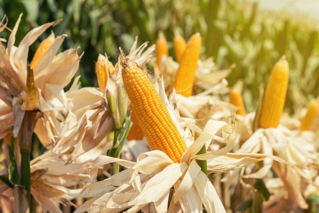 CP Group pledges to source sustainable corn in accordance with the "No ...