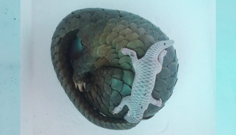 A Pangolin That Shows Up In A House, Gives Birth To A Baby