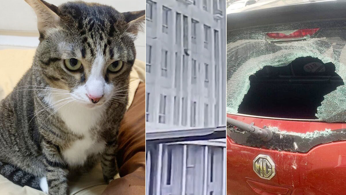 Fat Cat 8.5 Kilo Falls Through A Car's Window Seems Fine