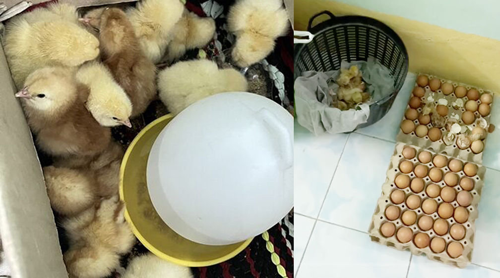 The Eggs Were Left For 3 Days, And Then 21 Chicks Hatched