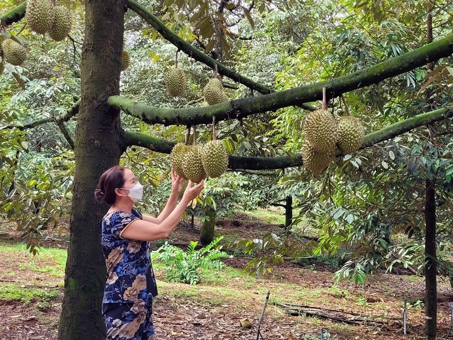 Vietnamese Imports Taking a Bite of China’s Durian Fervor