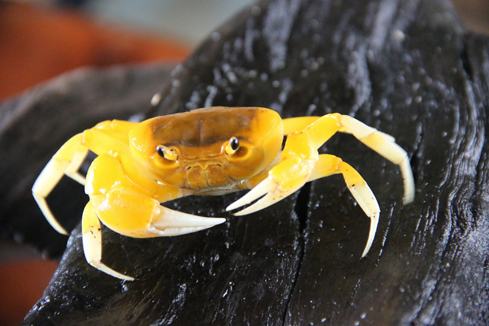 Thai Farmer Finds New Crab Breed in Kanchanaburi