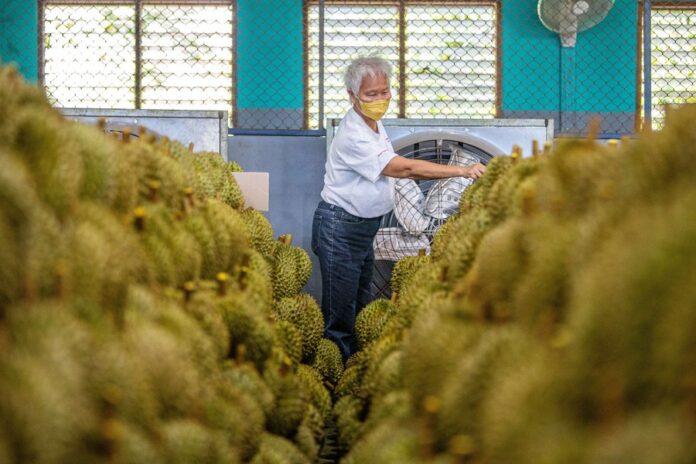 Thai Durian Shipments to China Surge as China-Laos Railway Boosts Trade