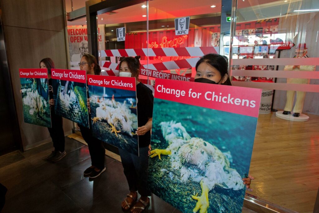Exposing Cruelty in the Chicken Meat Industry: World Animal Protection ...