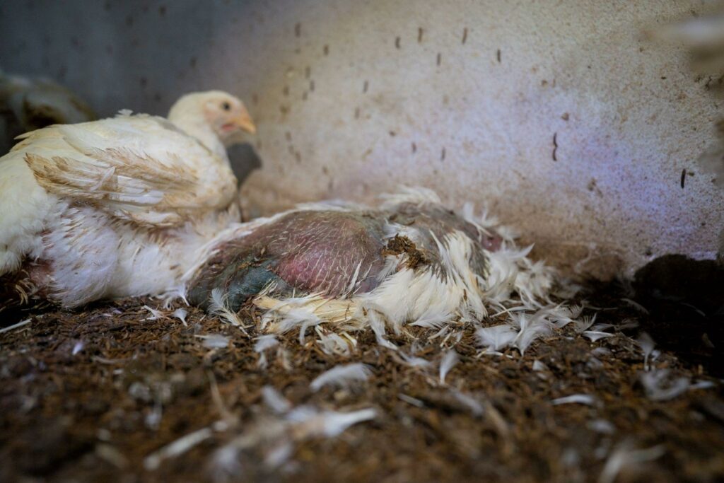 Exposing Cruelty in the Chicken Meat Industry: World Animal Protection ...