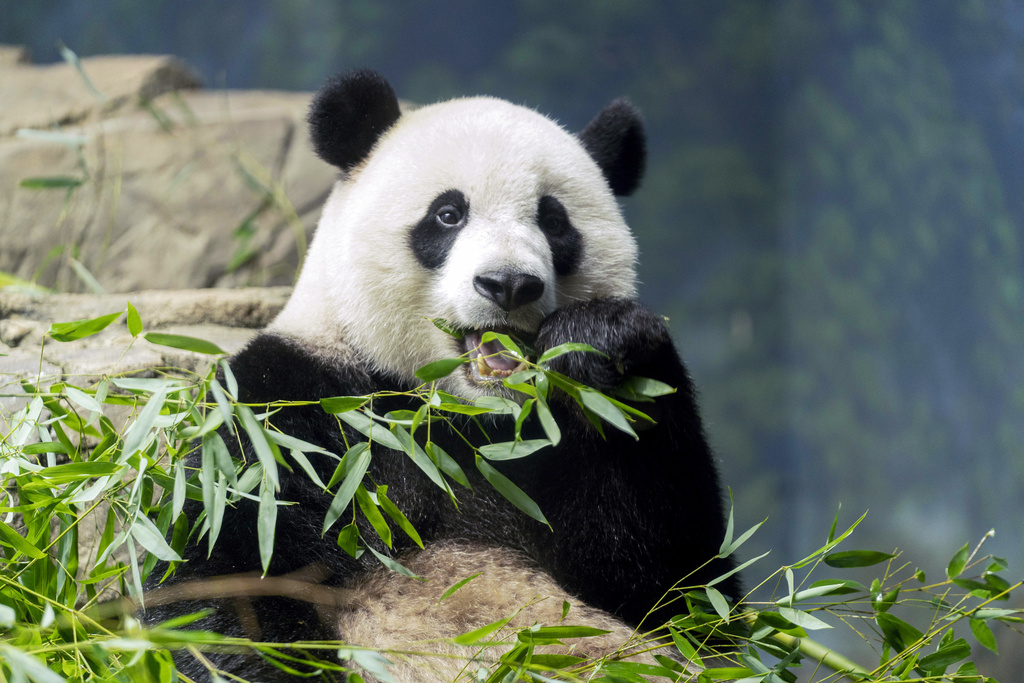 Panda Diplomacy: The Departure of DC’s Beloved Pandas May Signal a ...