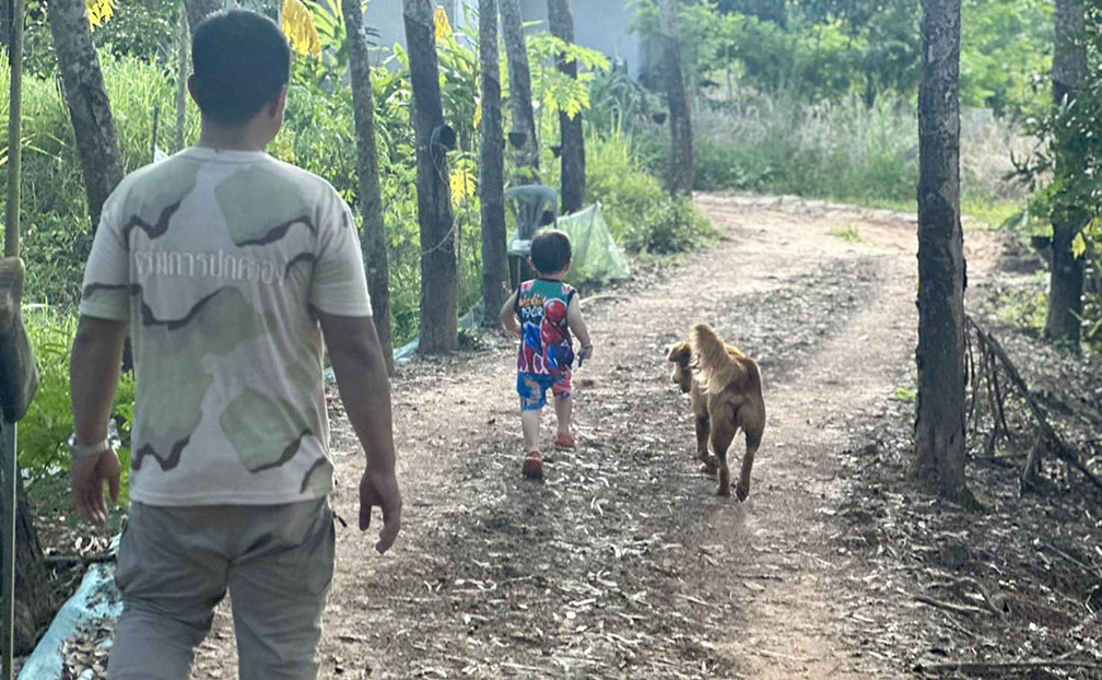 Two Dogs Save A 2-year-old Boy From Falling Into A Deep Pond