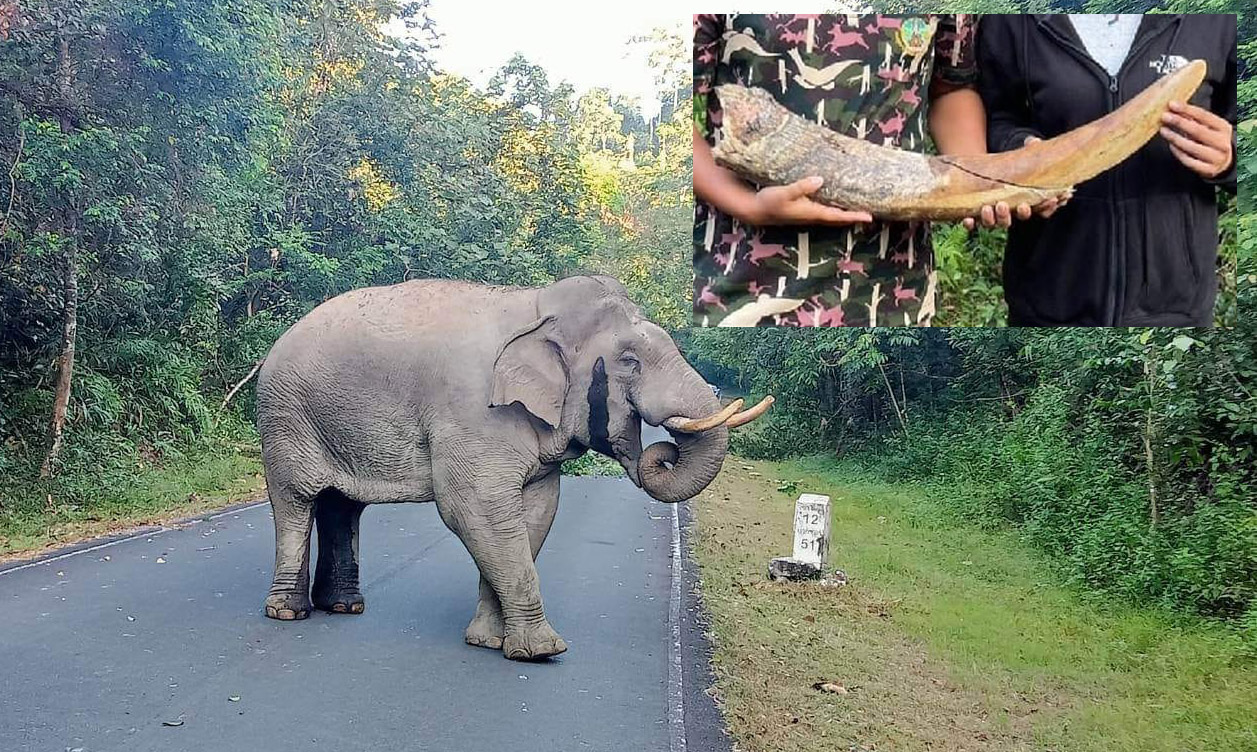 A Wild Elephant With A Broken Tusk Has Calcium Insufficiency