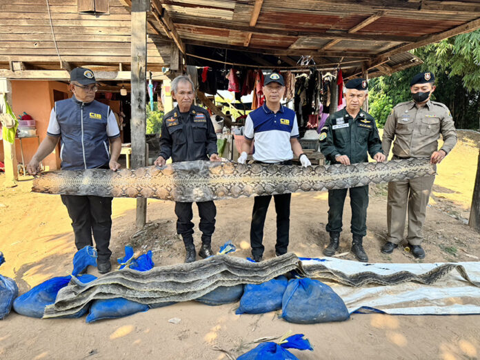 A Gang Skinning Pythons for Export Is Arrested in Phichit