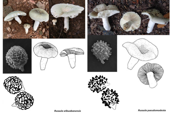 Chiang Mai Researchers Identify New Edible And Medicinal Mushrooms