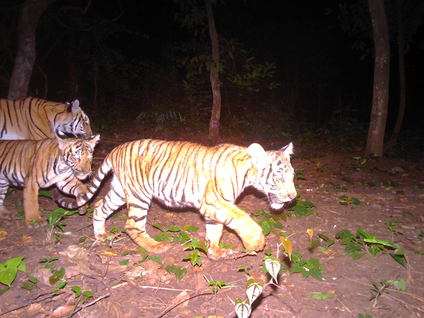 Thailand's Western Forest Complex Has More Tigers