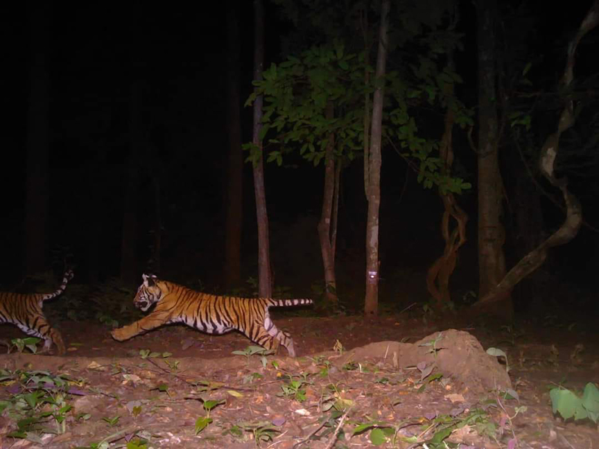 Thailand's Western Forest Complex Has More Tigers