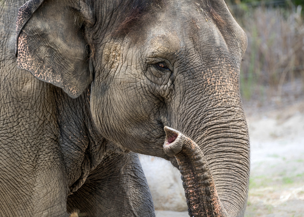 Ailing, 53-Year-Old Female Elephant Euthanized at Los Angeles Zoo